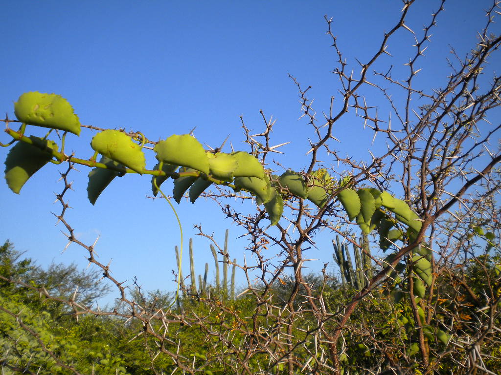 Hiking Curaçao - Flora and Fauna: 2010-10-03