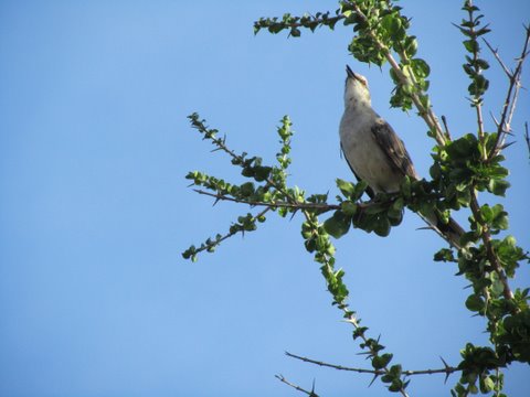 Hiking Curaçao - Flora and Fauna: Zingende Spotvogel - Chuchubi ...