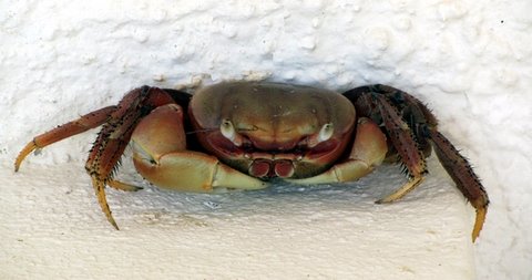 Hiking Curaçao - Flora and Fauna: Rode krab