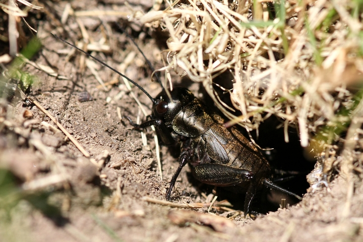 Grillons | Musardage du côté de Trégunc