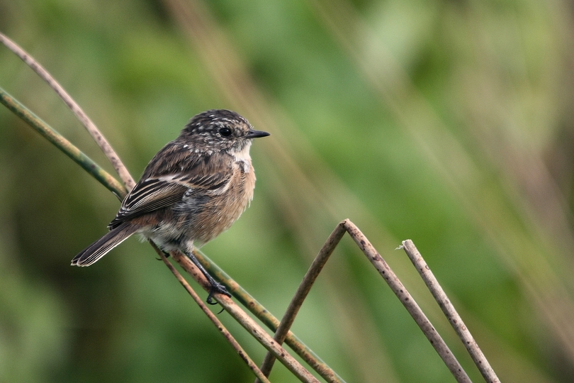 Tarier pâtre | Musardage du côté de Trégunc
