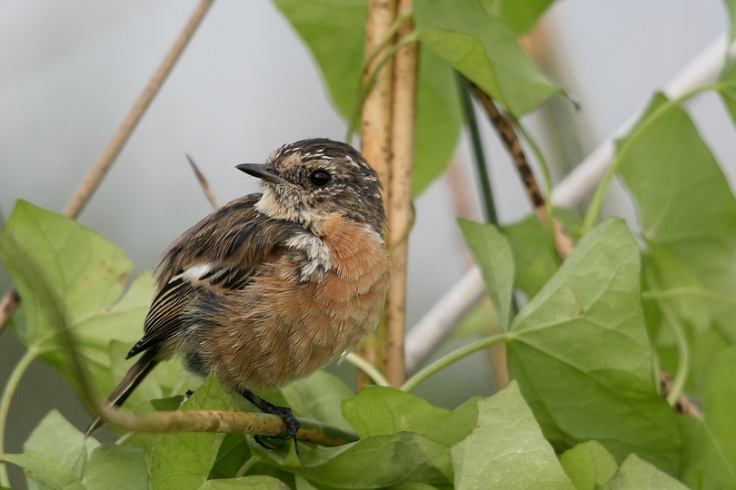 Tarier pâtre | Musardage du côté de Trégunc