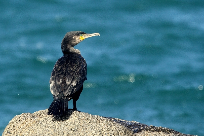 Le grand cormoran. | Musardage du côté de Trégunc