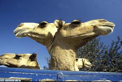 photoactive with Philip Dunn: How to photograph a two-headed camel