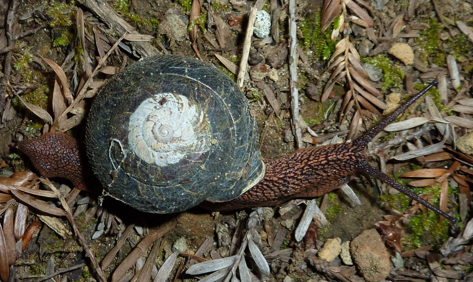 jendocino: I'd Rather Be A Spider Than A Snail.