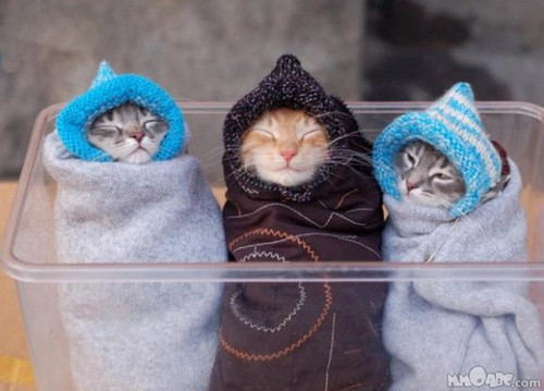 cute funny cats pictures