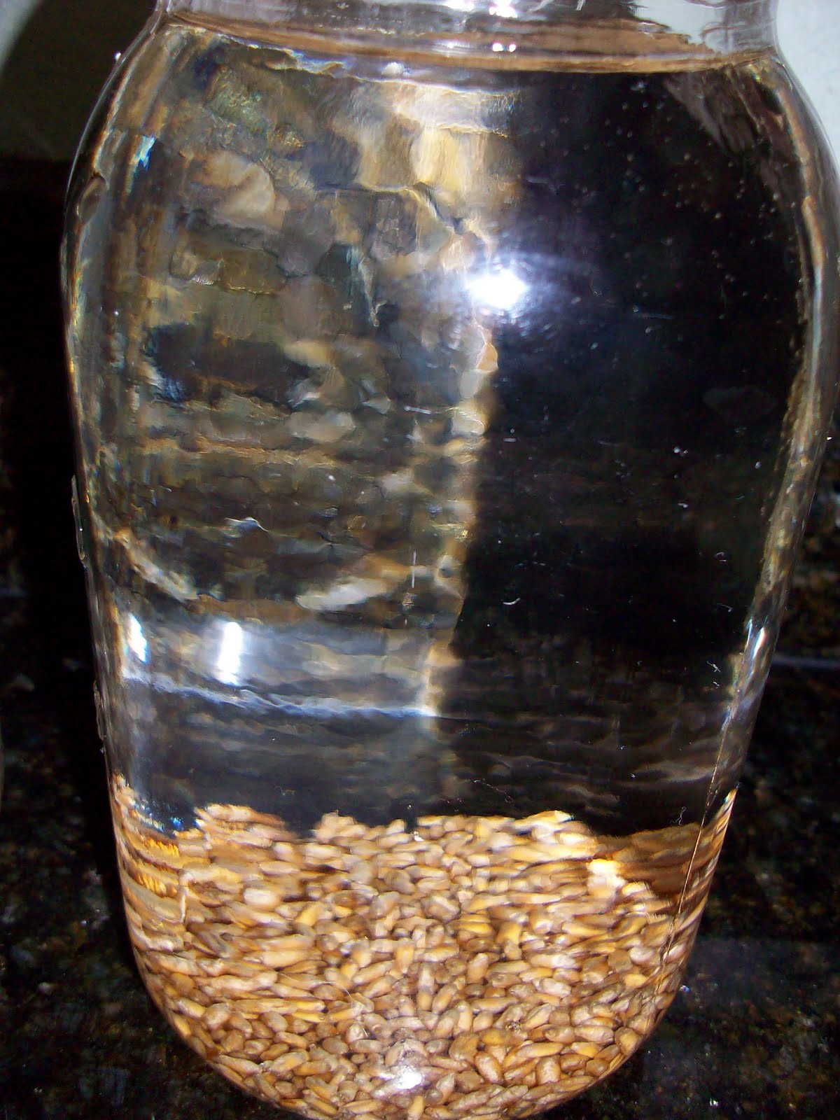 Homestead Roots: Sprouting Wheat