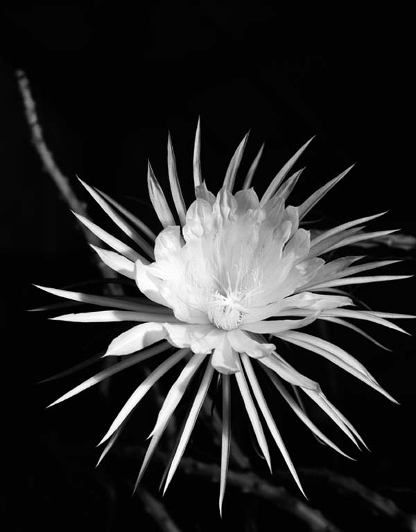 the lucky magnet: Imogen Cunningham