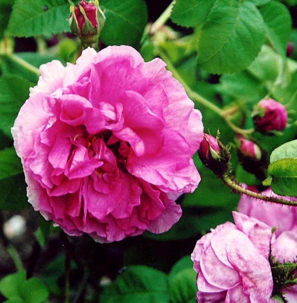 roseidar: Rosa Gallica - verdens eldste kultuverte rose familie