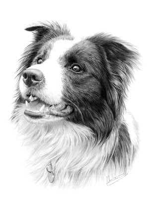 Nolon Stacey - A Pencil Artist's Blog: Border Collie Head Study