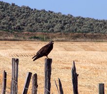 Stop Idaho Power: Idaho Power's Chosen B2H Route