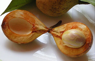 HEALING HEAVEN ON EARTH - CHAUL REVDANDA: Jaiphal