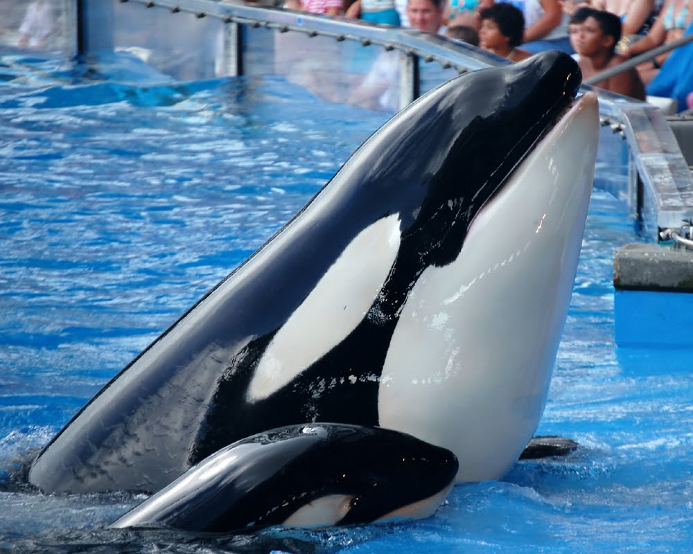 going back to Seaworld 2010: Sad Sad News