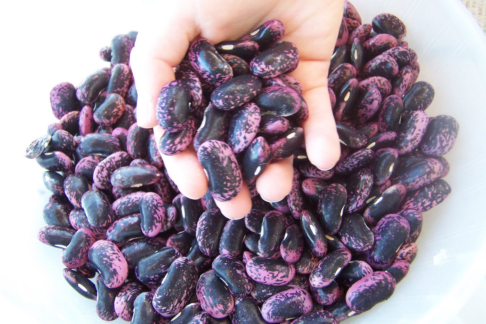 A Small Life: Scarlet Runner Beans