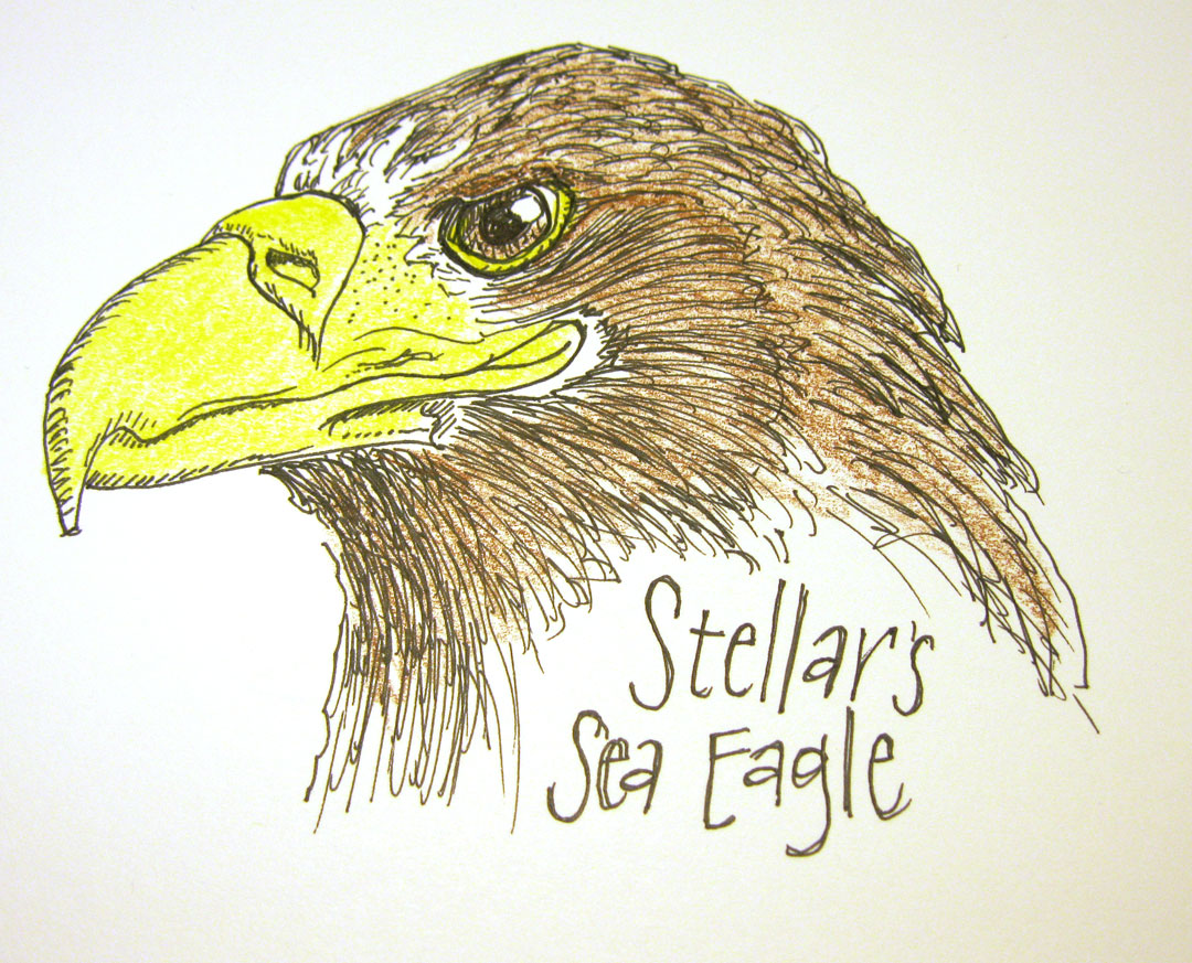 Birdly Drawn: Stellar's Sea Eagle
