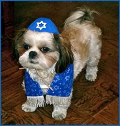 jewish+dog
