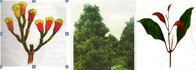 Kebun Cengkeh | My Plan's