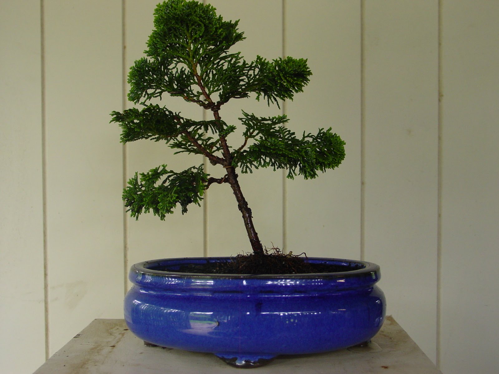 Instant Bonsai: Nana Gracilis : Conifer Bonsai