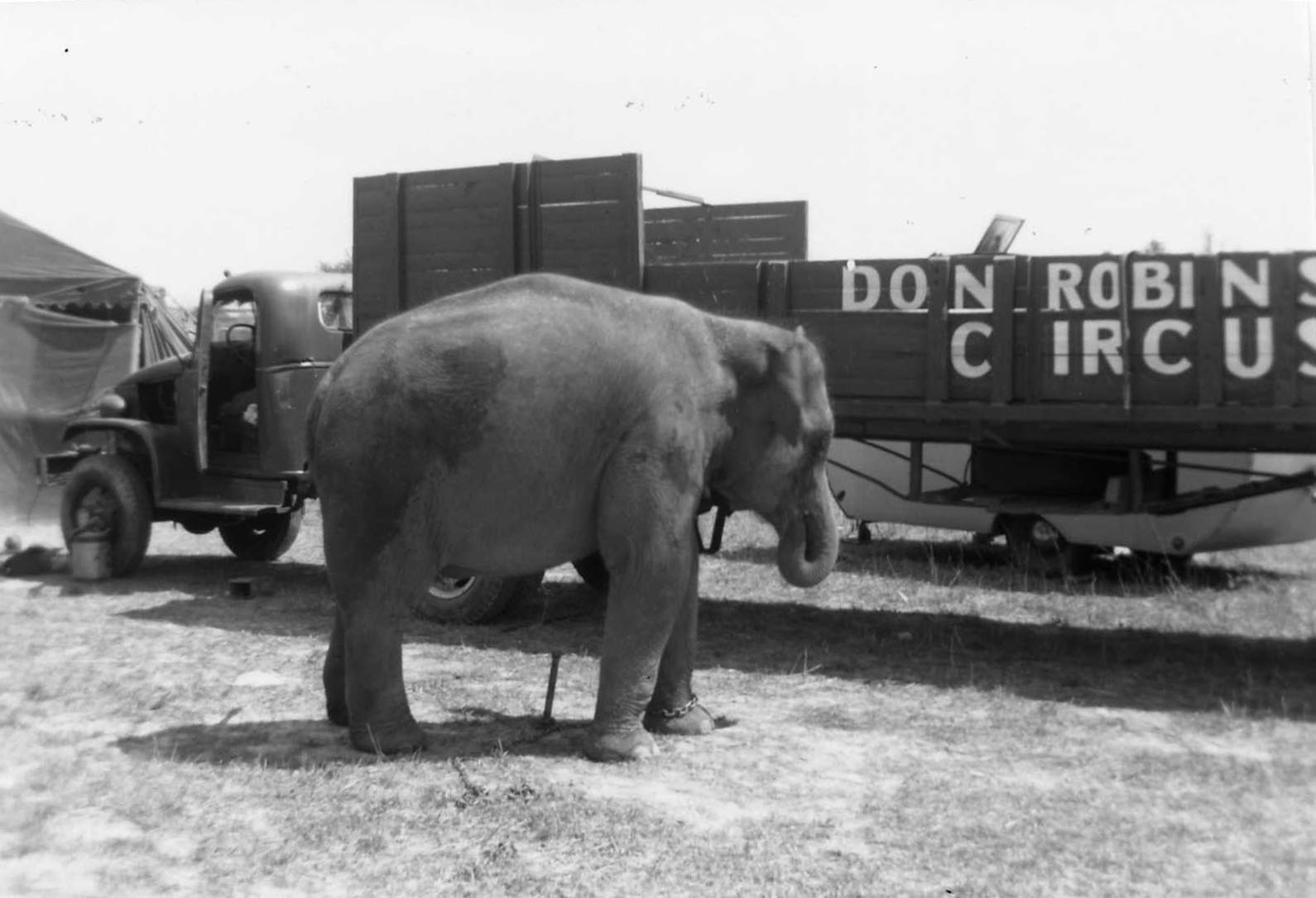 Laska (Alaska) at Chehaw Wild Animal Park in United States - Elephant ...
