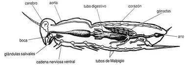 ENTOMOLOGIA FORESTAL LIZBETH: Tarea 1 - PARTES DE UN INSECTO