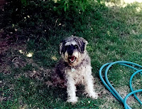 Family Stories by Carolyn Shelhamer: Fourth of July, Mom's Birthday ...