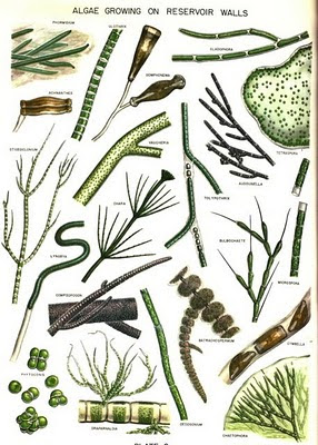 Musing on Beaver Creek Marsh: Algae And The Microscopic World