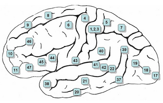 Cerebral Cortex Brodmann Areas Listed | Medicalchemy Neuroscience