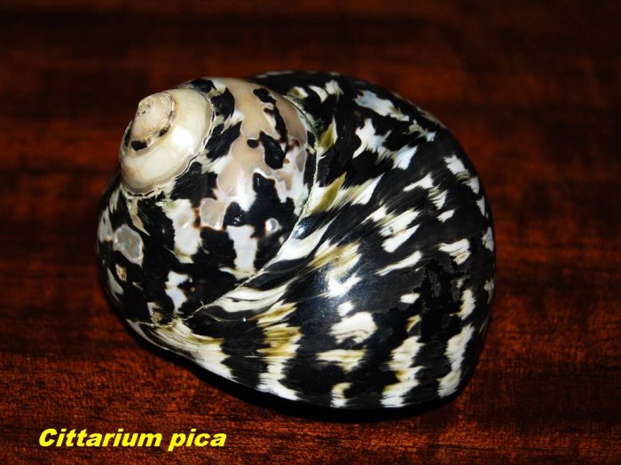 03-04-2010, 09.11.21pg :: Nama-nama Cengkerang daripada Siput @ Kerang ...