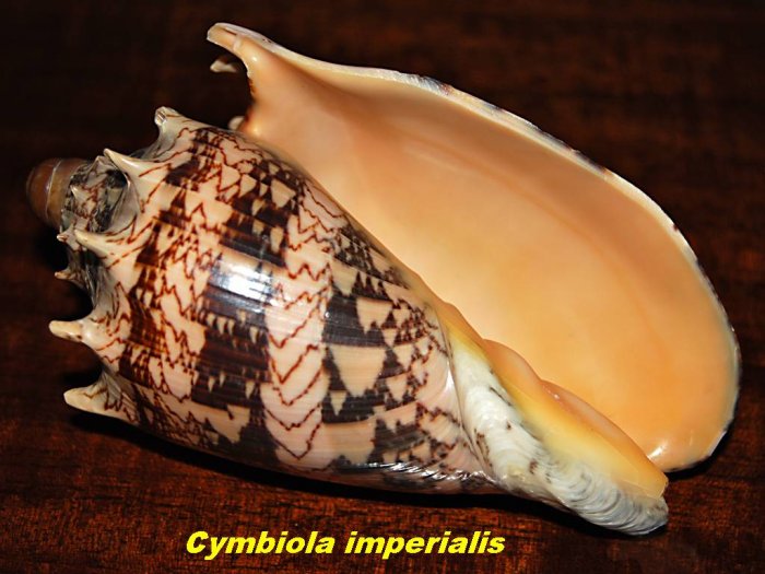 03-04-2010, 09.11.21pg :: Nama-nama Cengkerang daripada Siput @ Kerang ...