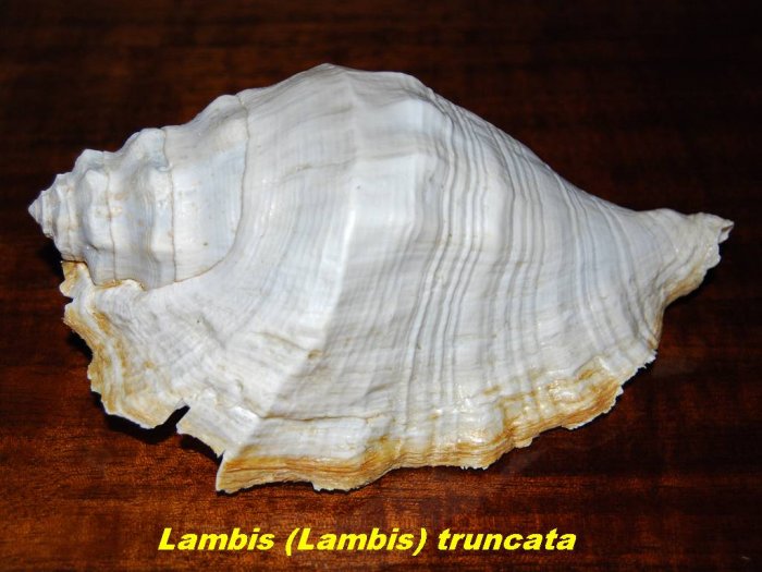 03-04-2010, 09.11.21pg :: Nama-nama Cengkerang daripada Siput @ Kerang ...