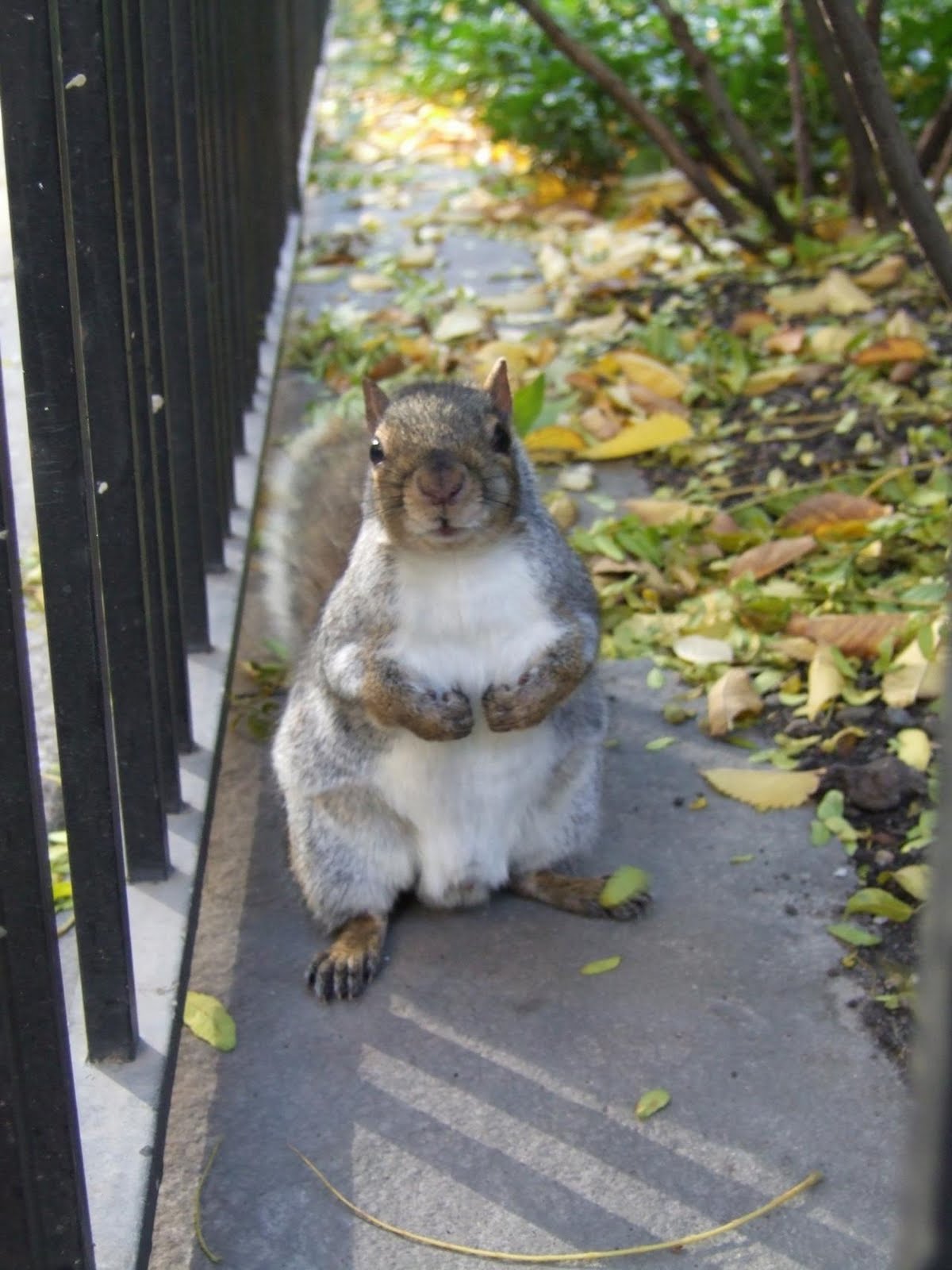 one day at a time - BK's food log: Oh, what a Squirrelly weekend indeed