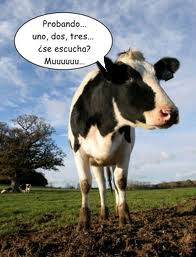 Óscar: La historia de la vaca