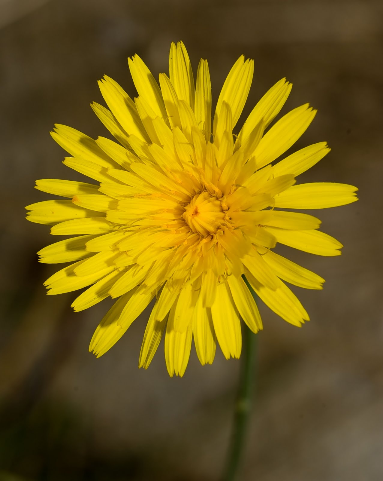 Garden Girl: Wildflower Wednesday - Canada Hawkweed