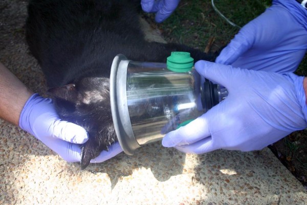 PET OXYGEN MASK BLOG: Five Cats Resuscitated with Pet Oxygen Masks