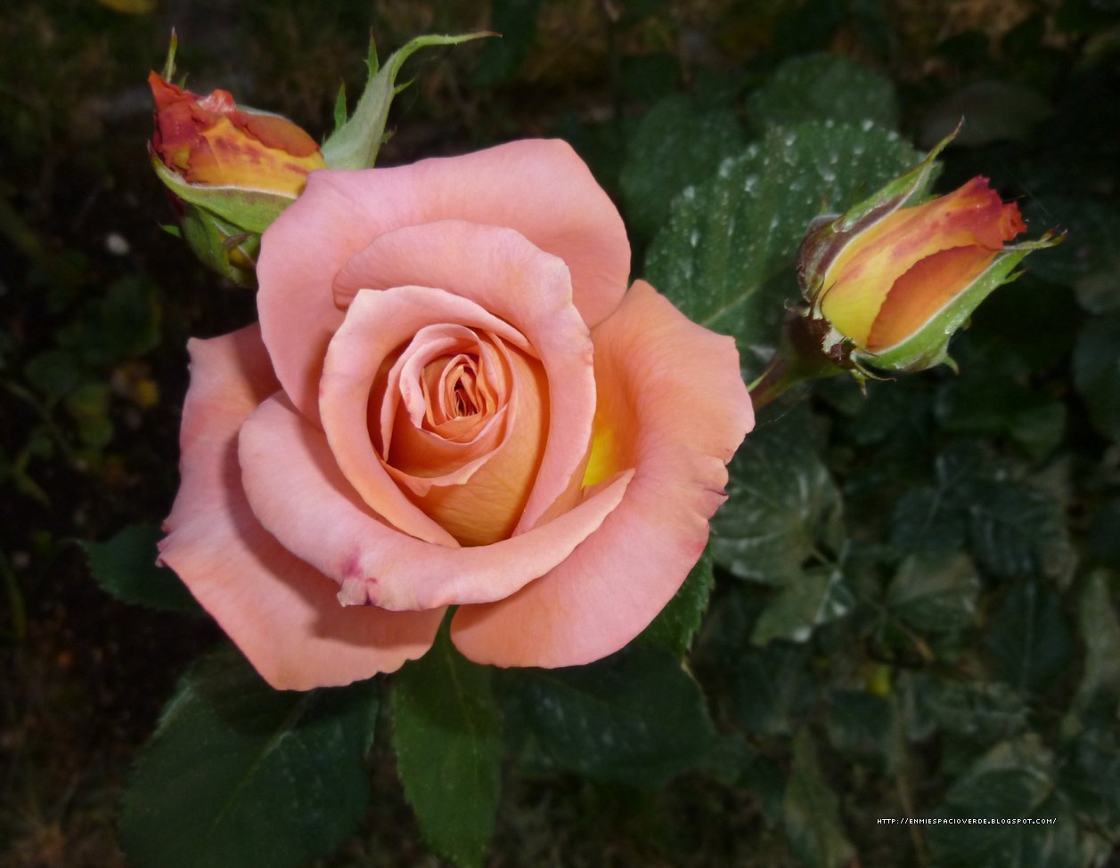 Mi espacio verde: Rosa rosa