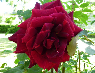 Mi espacio verde: Rosa Roja