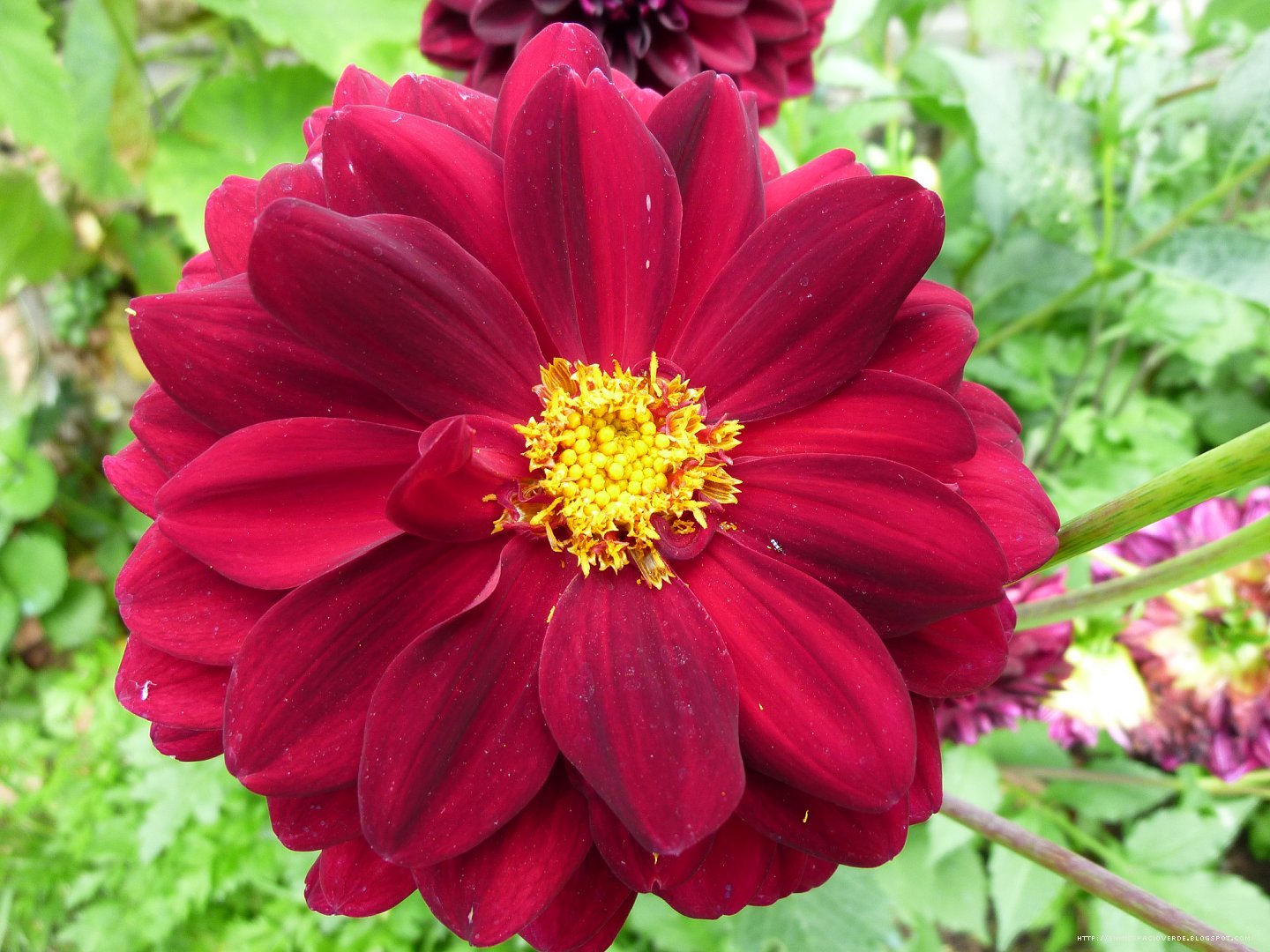 Mi espacio verde: Dalia (Dahlia spp.)