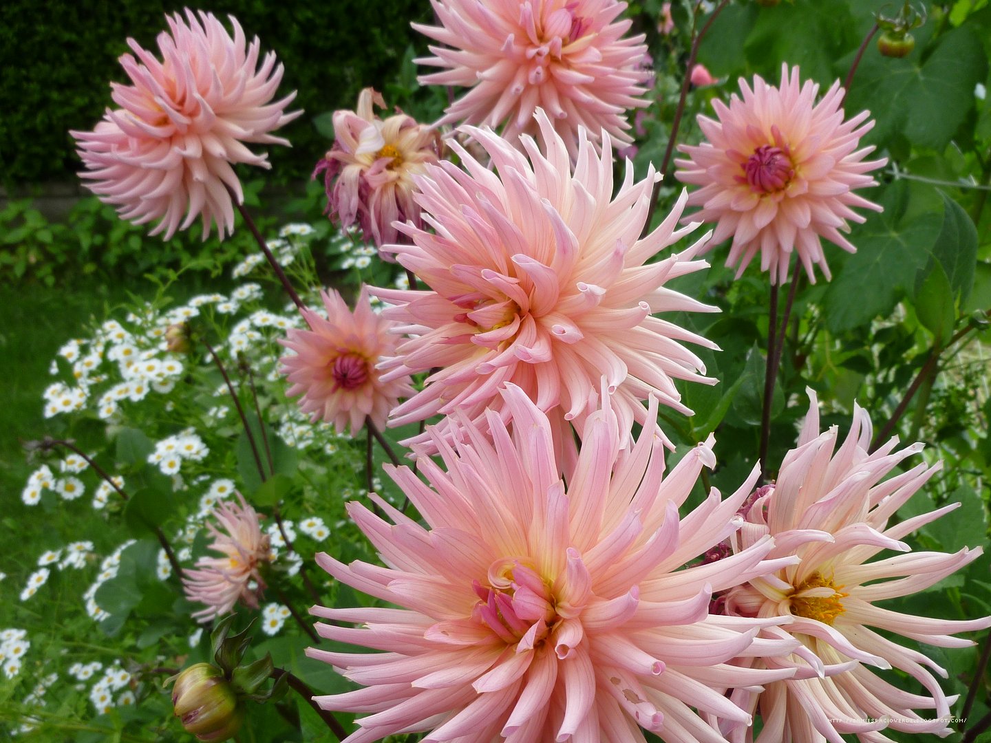 Mi espacio verde: Dalias (II)