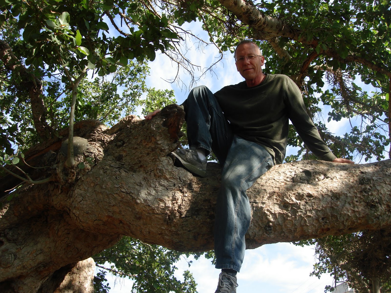 MANTLE MINISTRIES: Israel - The Sycomore Tree