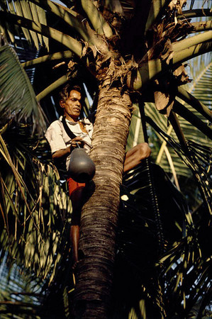 Goan Dishes!! Yummy: Goan Liqour!!