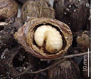 EMPODERAMENTO: Quem já comeu Gongo de Coco Babaçu?