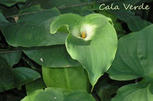 EL APASIONANTE MUNDO DE LAS FLORES: CALAS O ZANTEDESCHIA