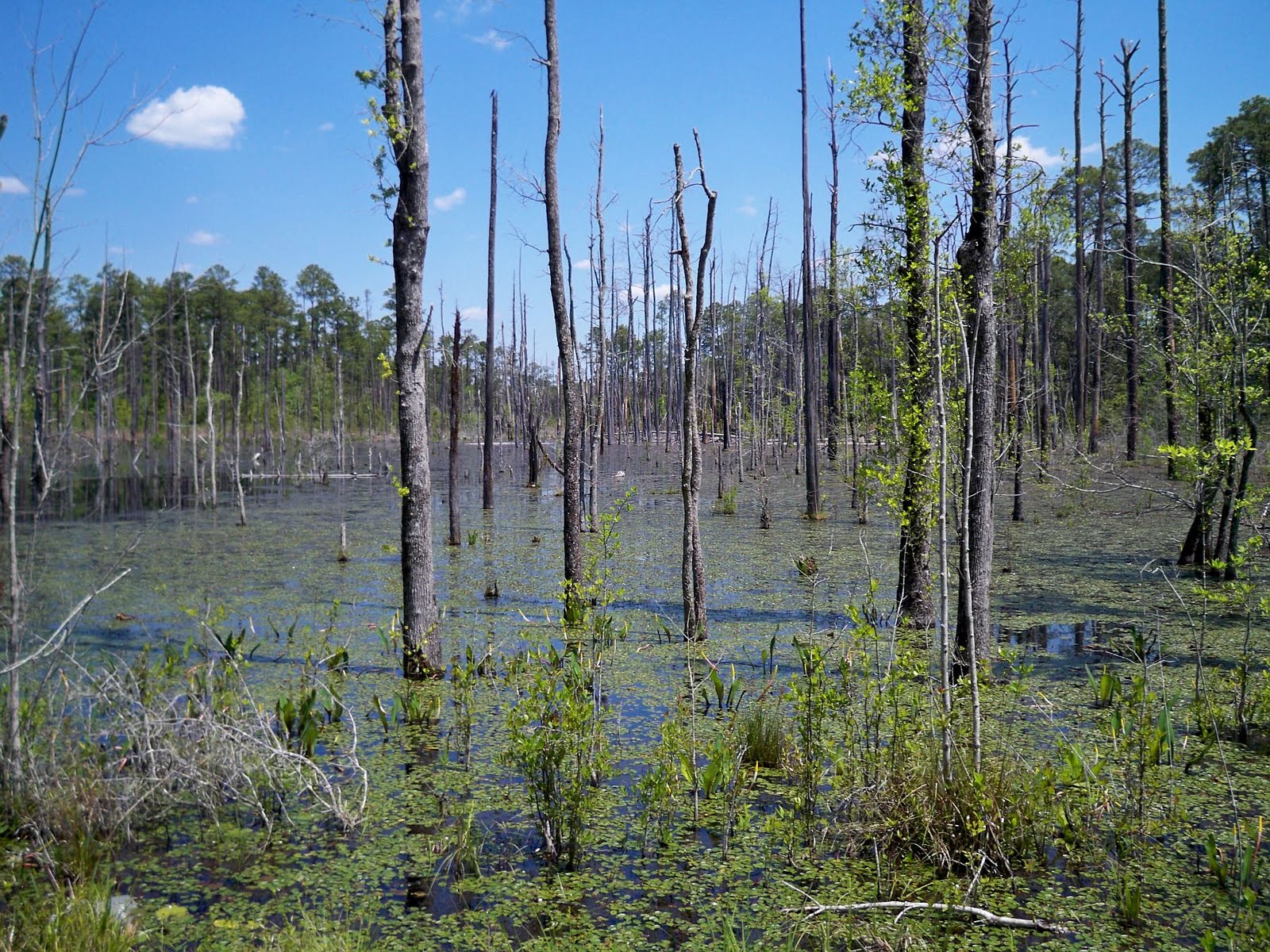 SPIN CYCLE: Let It Be, Let It Be (April 21: day 49--Crestview, FL)
