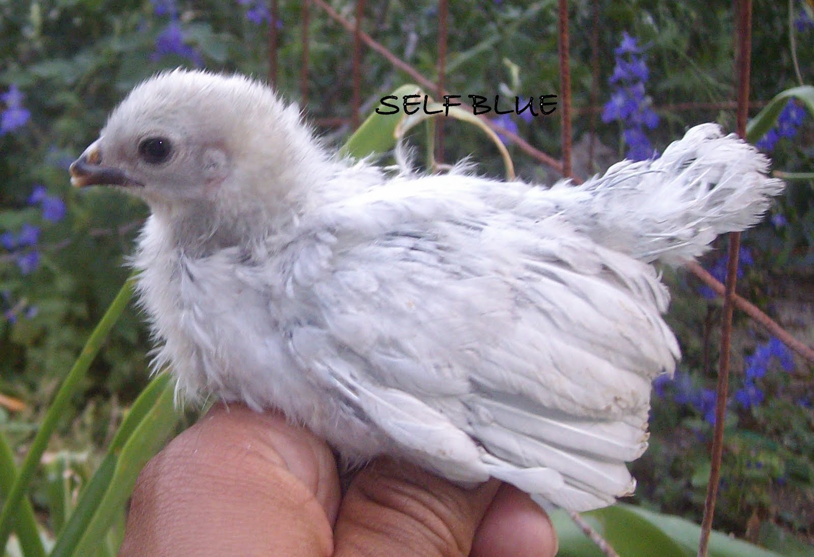 Gallos Miniatura HG: Bantam Dutch Self Blue