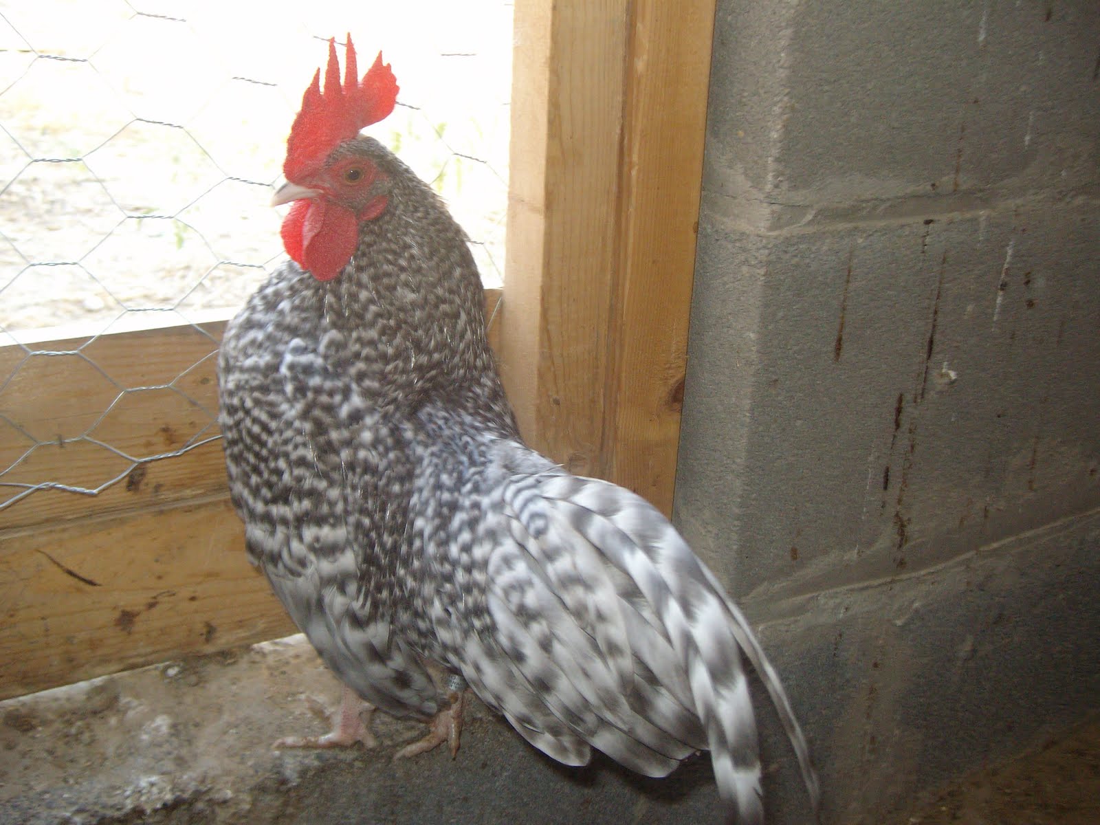 Gallos Miniatura HG: Old English Game Bantam Cucko