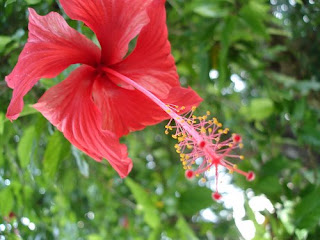 hair oil: hair oil using Sembaruthi flower( Hibiscus