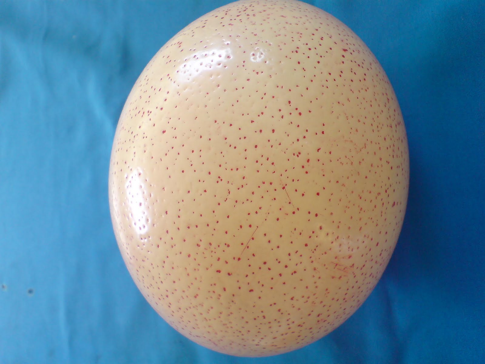 Ketahui khasiat daging burung unta...: Telur Burung Unta