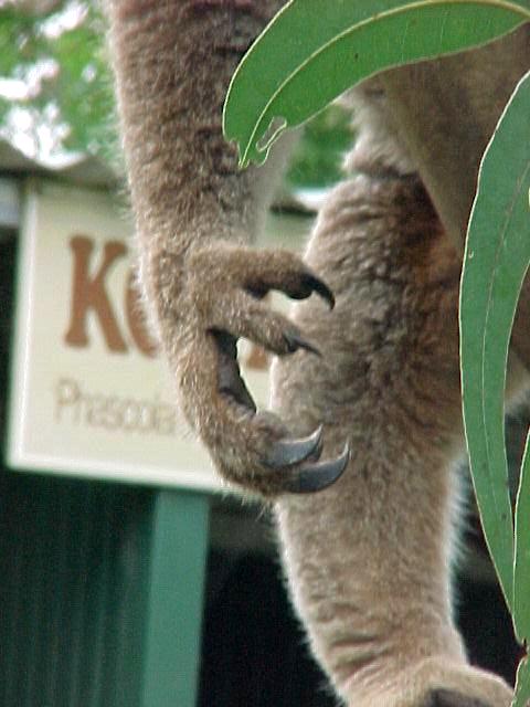 The Southern Article: Koala Bear?