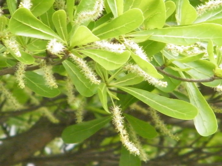 my G@Rdening frenzY: TERMINALIA MANTALY