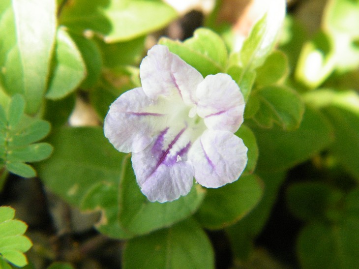 my G@Rdening frenzY: RUELLIA REPENS